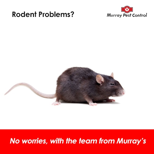Mice Protection & Control fact sheet - Pest Removal & Control for ...