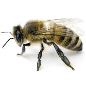 Pest Removal & Control for Adelaide by Murrays | Termites, Bugs & More