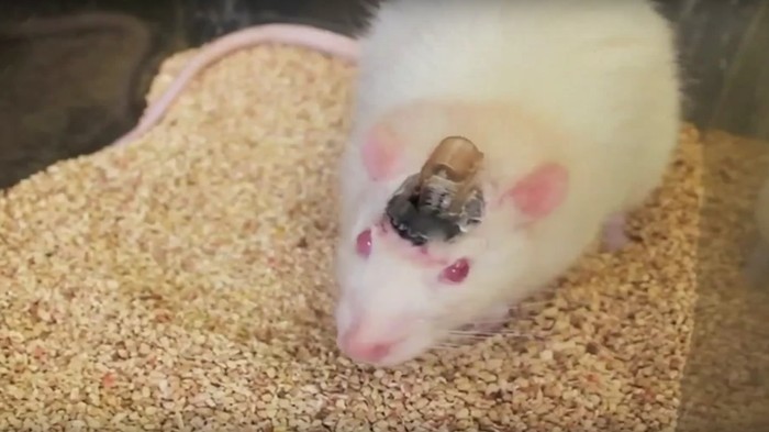 Controlling Rats & Cockroaches With The Human Mind - Sci-Fi Or Reality?