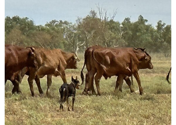 Can A Australian Kelpie Graze Cows