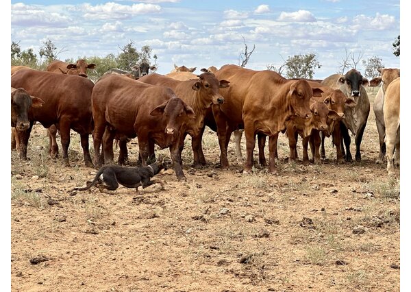 Can A Australian Kelpie Graze Cows