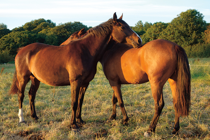 Optimising Everyday Welfare in Horses | News and Stories | Horse Deals