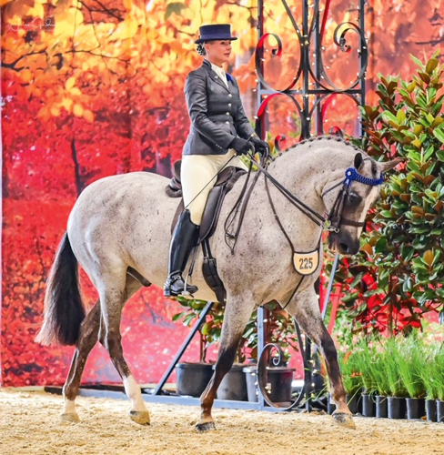 Sonic Thunder: From Rodeo to Royal Shows | News and Stories | Horse Deals