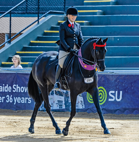 Tribute to Ink: A Show Horse Legend's Story | News and Stories | Horse ...