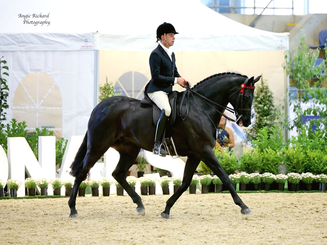 Tribute to Ink: A Show Horse Legend's Story | News and Stories | Horse ...