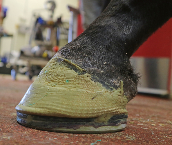 Products to Help Your Horse’s Hooves | News and Stories | Horse Deals