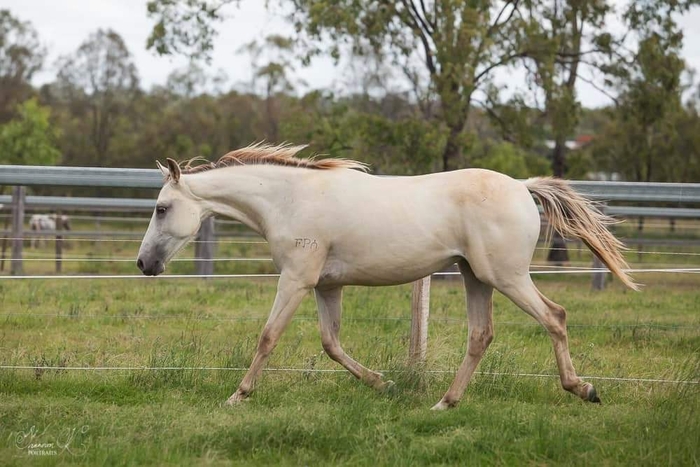Silver Buckskin Quarter Horse