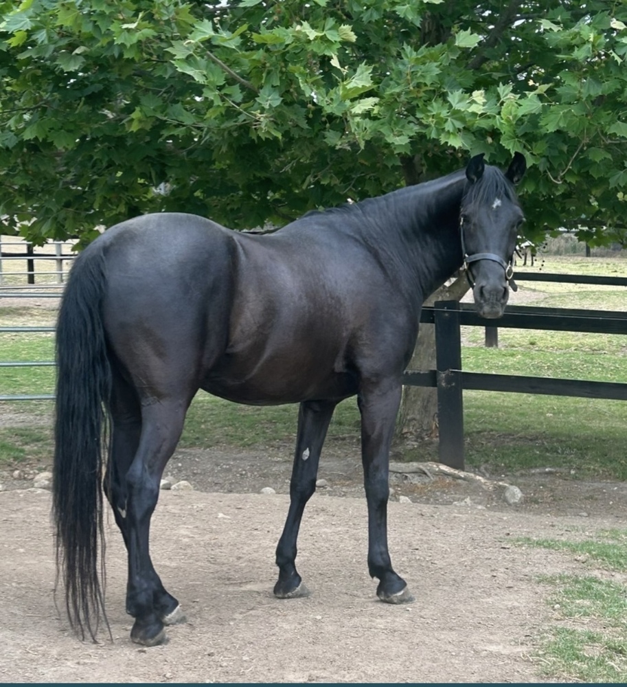 Black SE Gelding | Allrounder horses | Horse for sale in Berrilee NSW ...