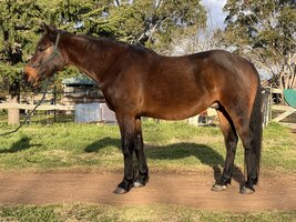 Horses for sale, Transport for sale, Property for sale, Stallions at ...