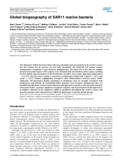Global biogeography of SAR11 marine bacteria