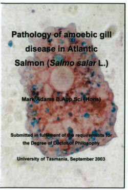 Item - Pathology of amoebic gill disease in Atlantic Salmon (Salmo ...