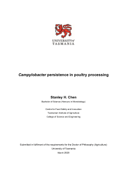 Campylobacter persistence in poultry processing