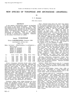 New species of Toxopidae and Archaeidae