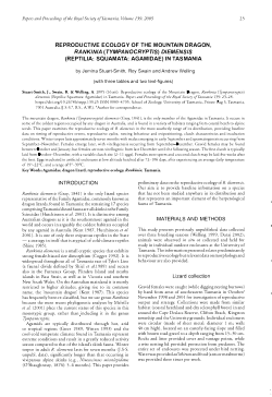 Reproductive ecology of the Mountain Dragon, Rankinia (Tympanocryptis ...