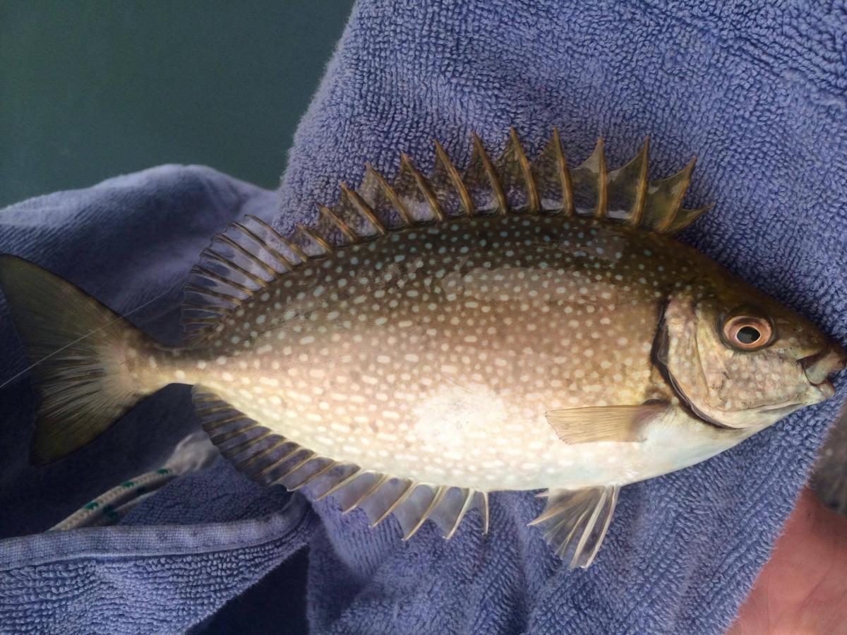 Fish ID? (Black trevally / Happy moment) - The Aquarium - Fishraider