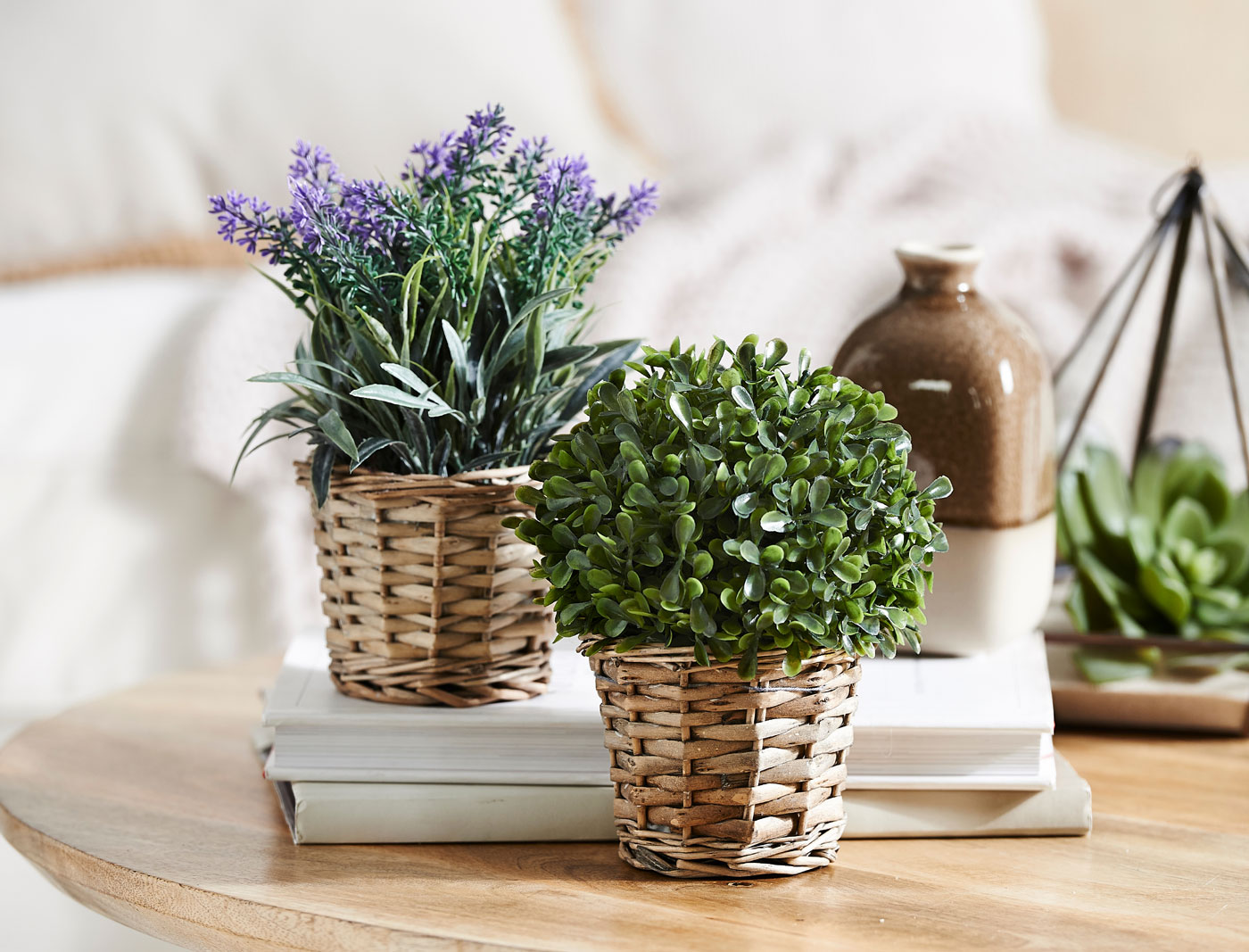 Buy Potted Box Hedge In Basket Online | Bed Bath N' Table