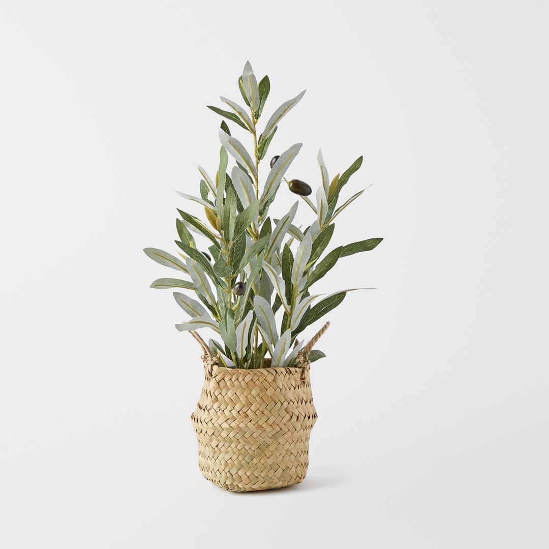 Shop Olive Plant In Seagrass Basket - Green Online | Bed Bath N' Table