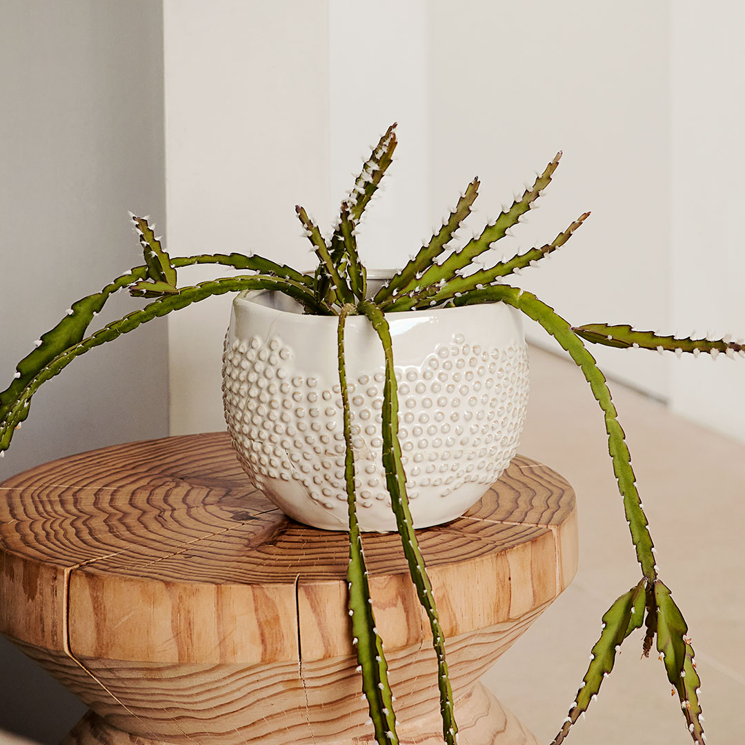 Shop Liselle Ceramic Plant Pot Online | Bed Bath N Table