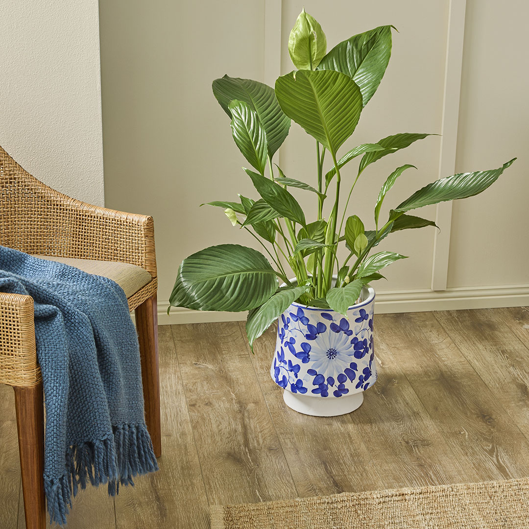 Shop Tivoli Ceramic Planter Large Online | Bed Bath N' Table