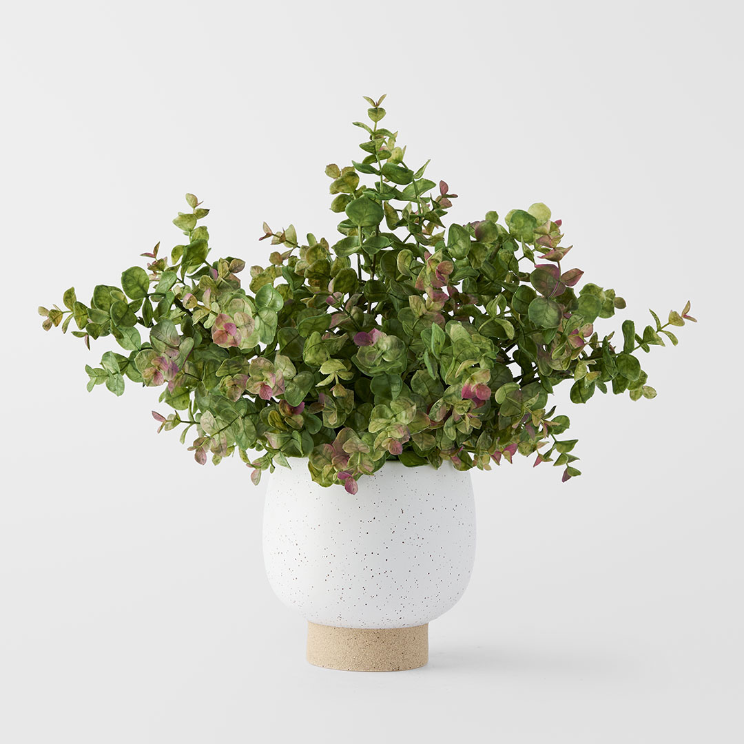 Shop Money Leaf in Ceramic Pot Online | Bed Bath N' Table