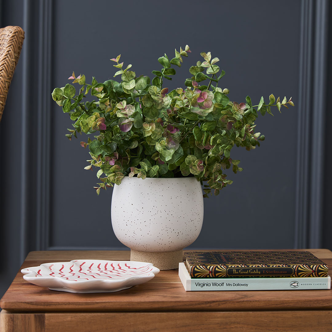 Shop Money Leaf in Ceramic Pot Online | Bed Bath N' Table