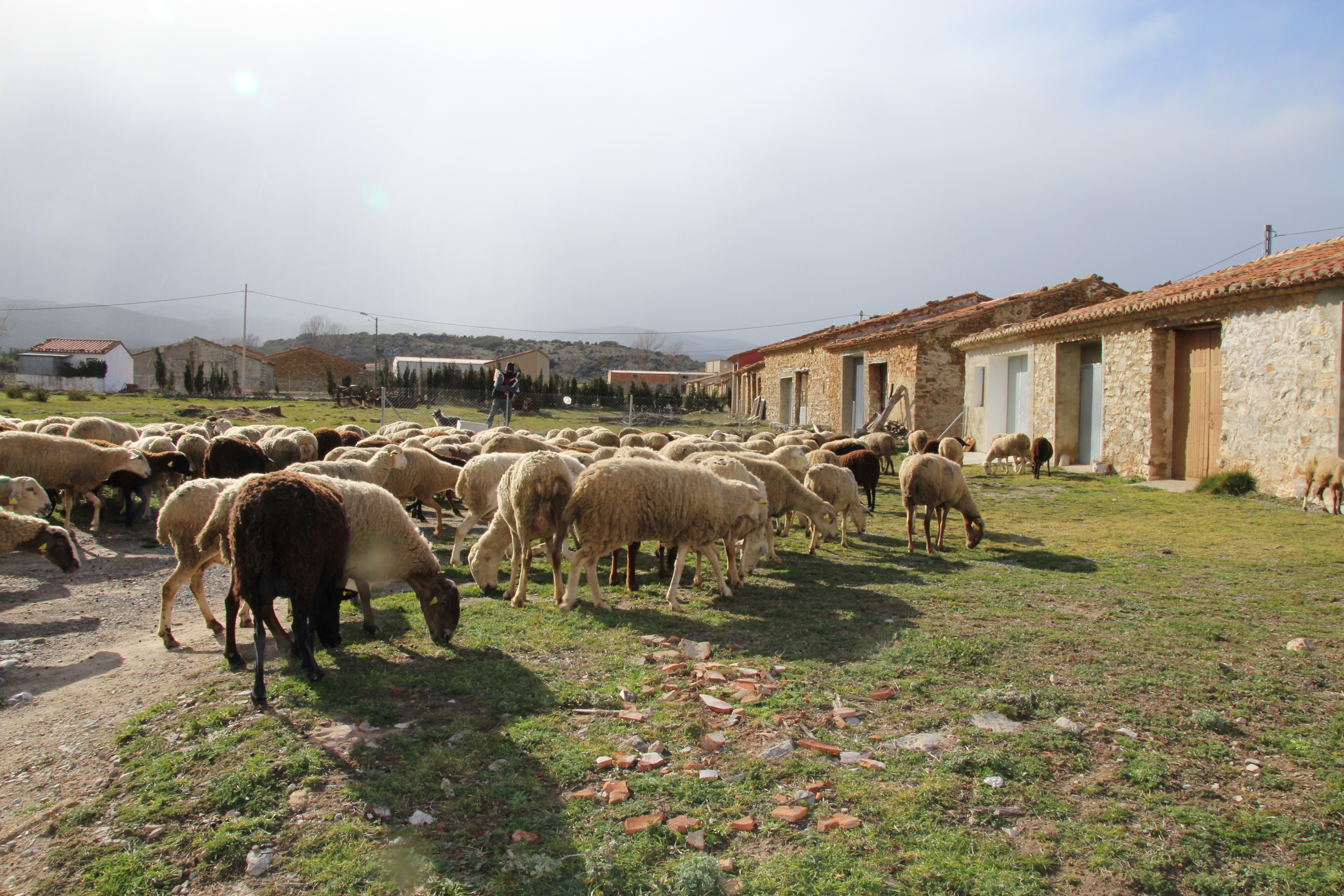 Rural Spain — Truffle Melbourne