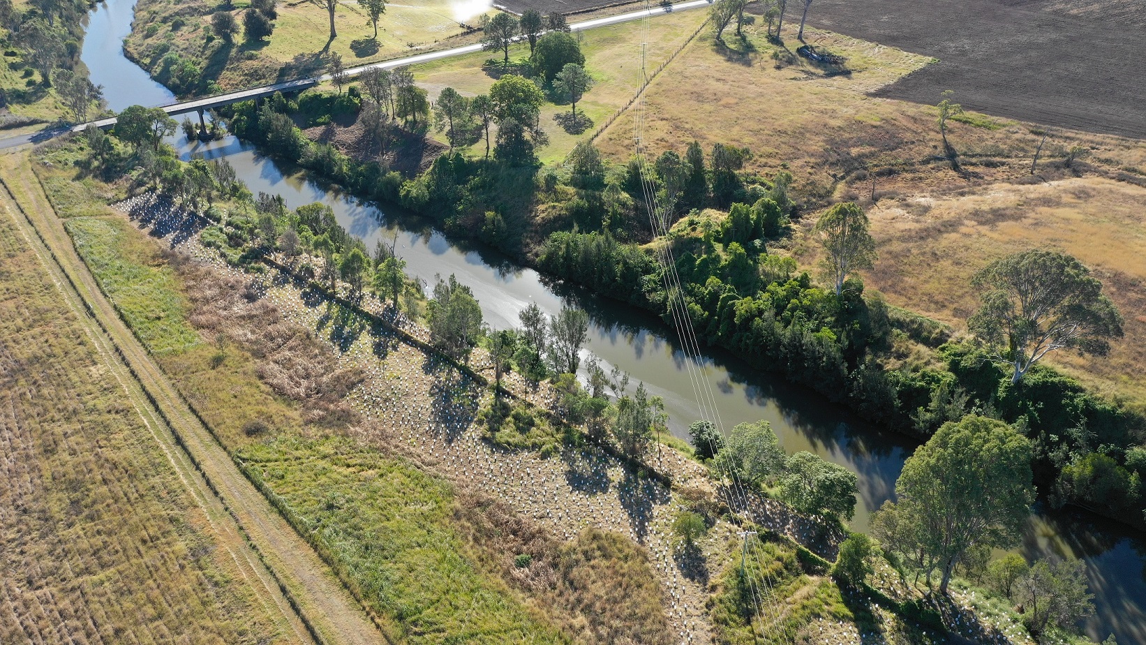 Councils collaborate in mass tree planting - Government News