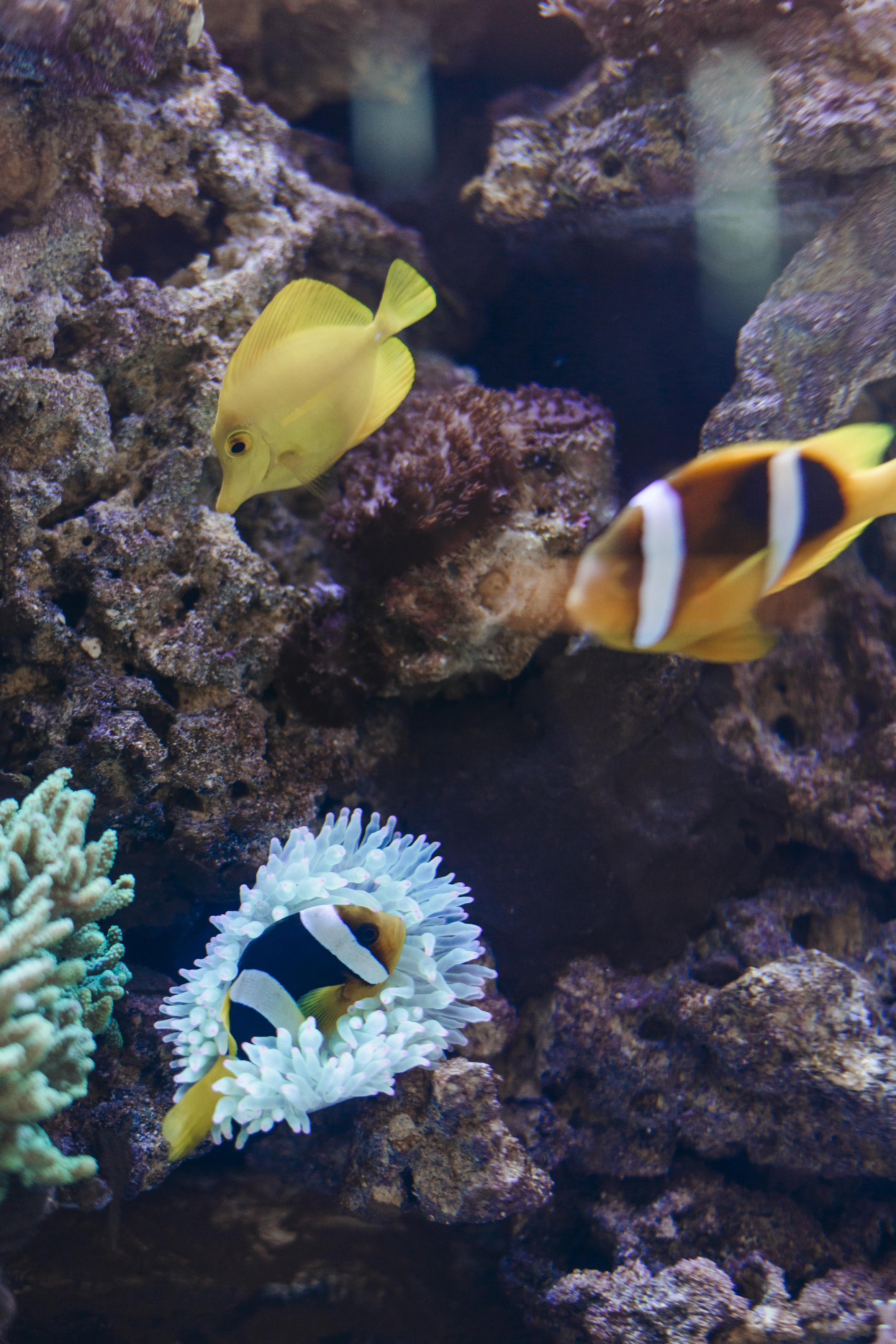 Dr Schwartz unveils Australia's largest hotel fish tank - Hotel Management