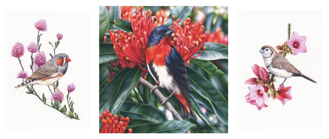 Small Bird Study in Watercolour | Heidi Willis Bienarté