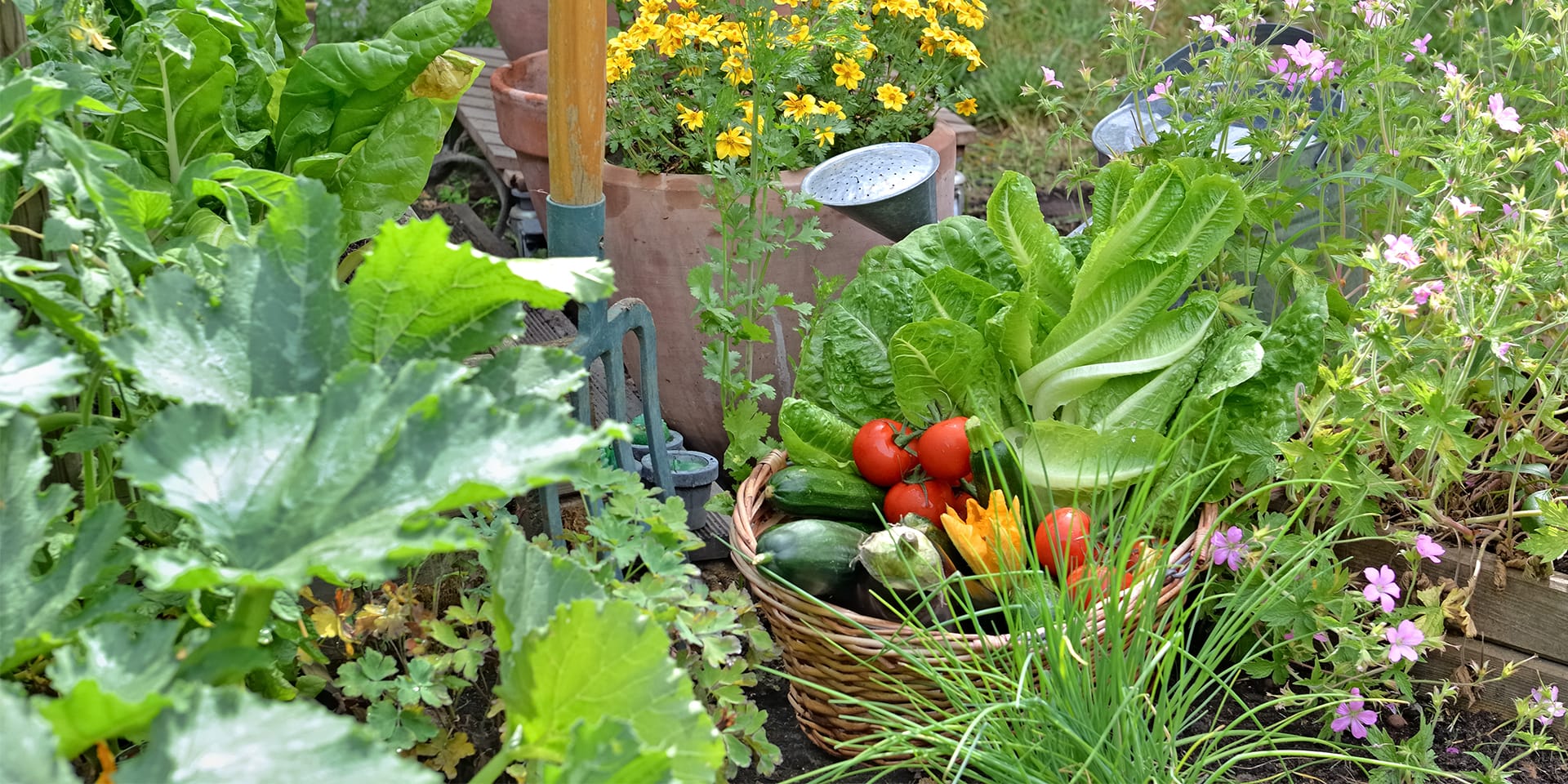 Gardening for Beginners Course - Short Courses Sydney