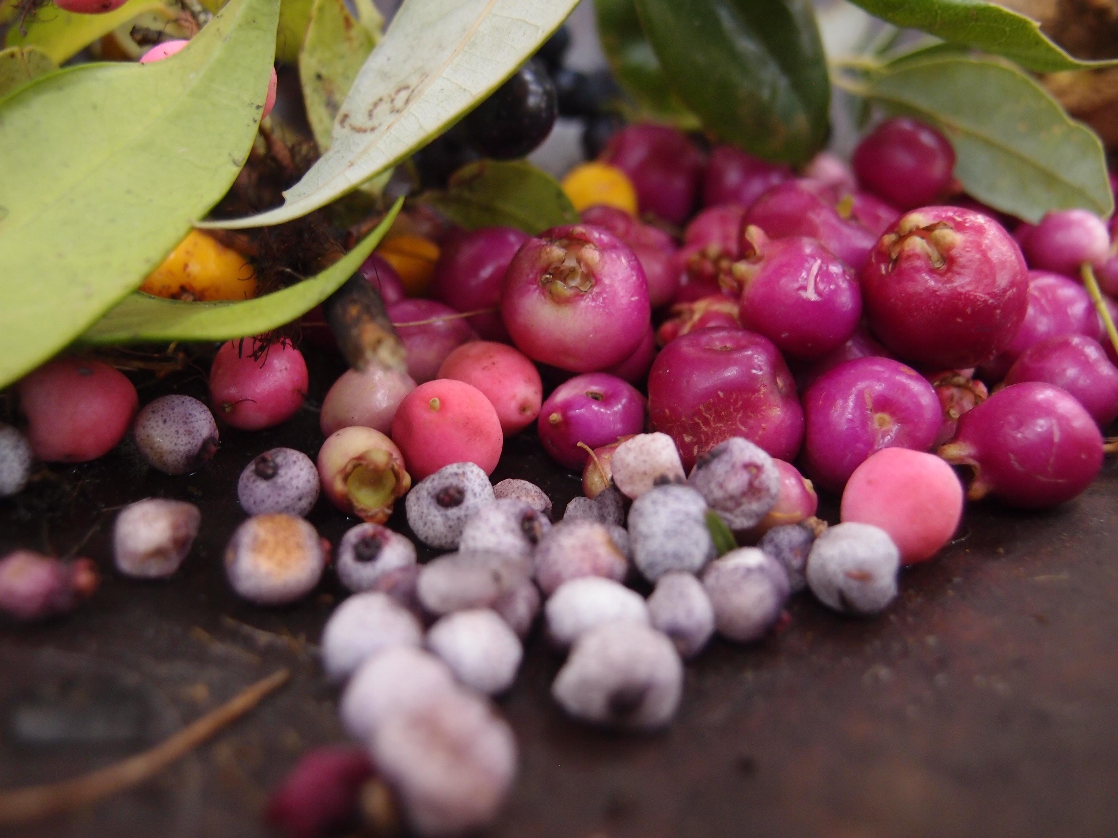 Bush Tucker Plants In The Cove Bush Tucker Plants In The Cove