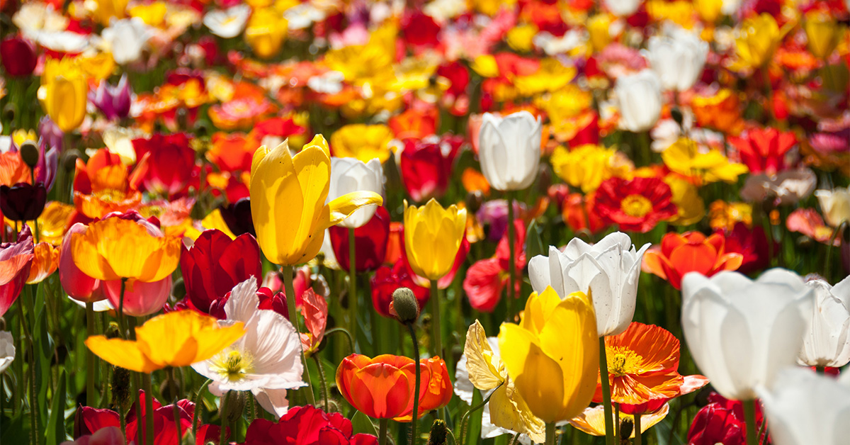 Floral Wonderland: Experience the Magic of Floriade 2023