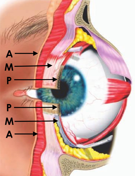 OrthopticsCPD.com