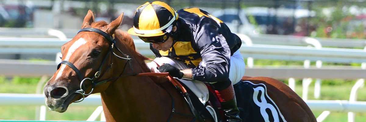 Australian Horse Trainer - Munce Racing