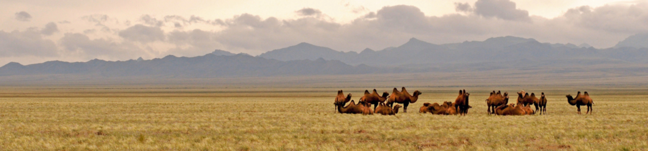 10 facts about Mongolian Gobi Desert — Mongolia Private Tours & Travels