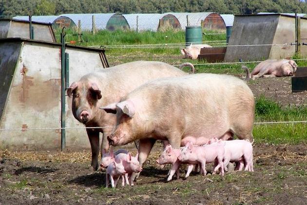 Americans monitoring outbreak of swine flu in Haiti - Move FM News