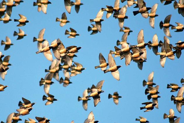 Massive culling of flocks as Europe sees worst-ever bird flu outbreak ...