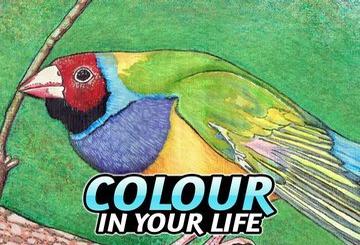 Put Some Colour in Your Life TV Show - Australian TV Guide - 9Entertainment