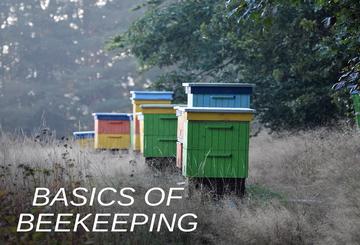 The Bush Beeman: Basics of Beekeeping TV Show - Australian TV Guide ...