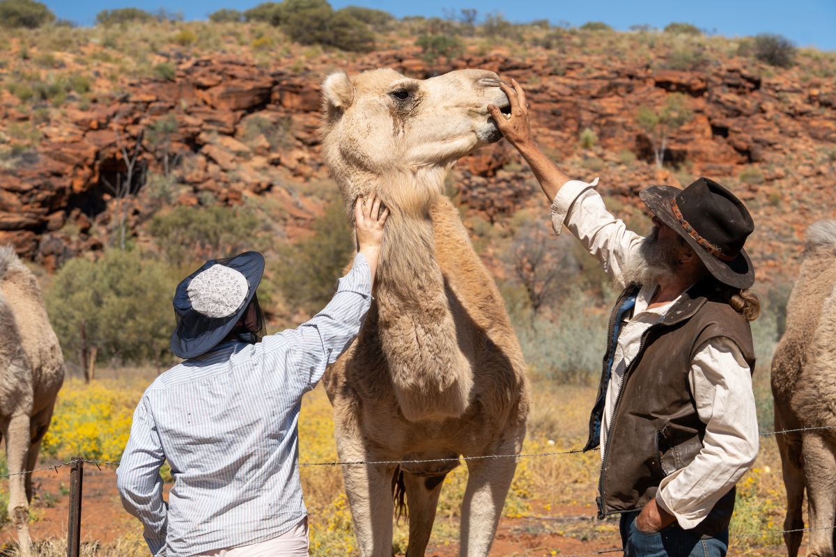Walking with camels; plugging students into nature. | The Alice Springs ...
