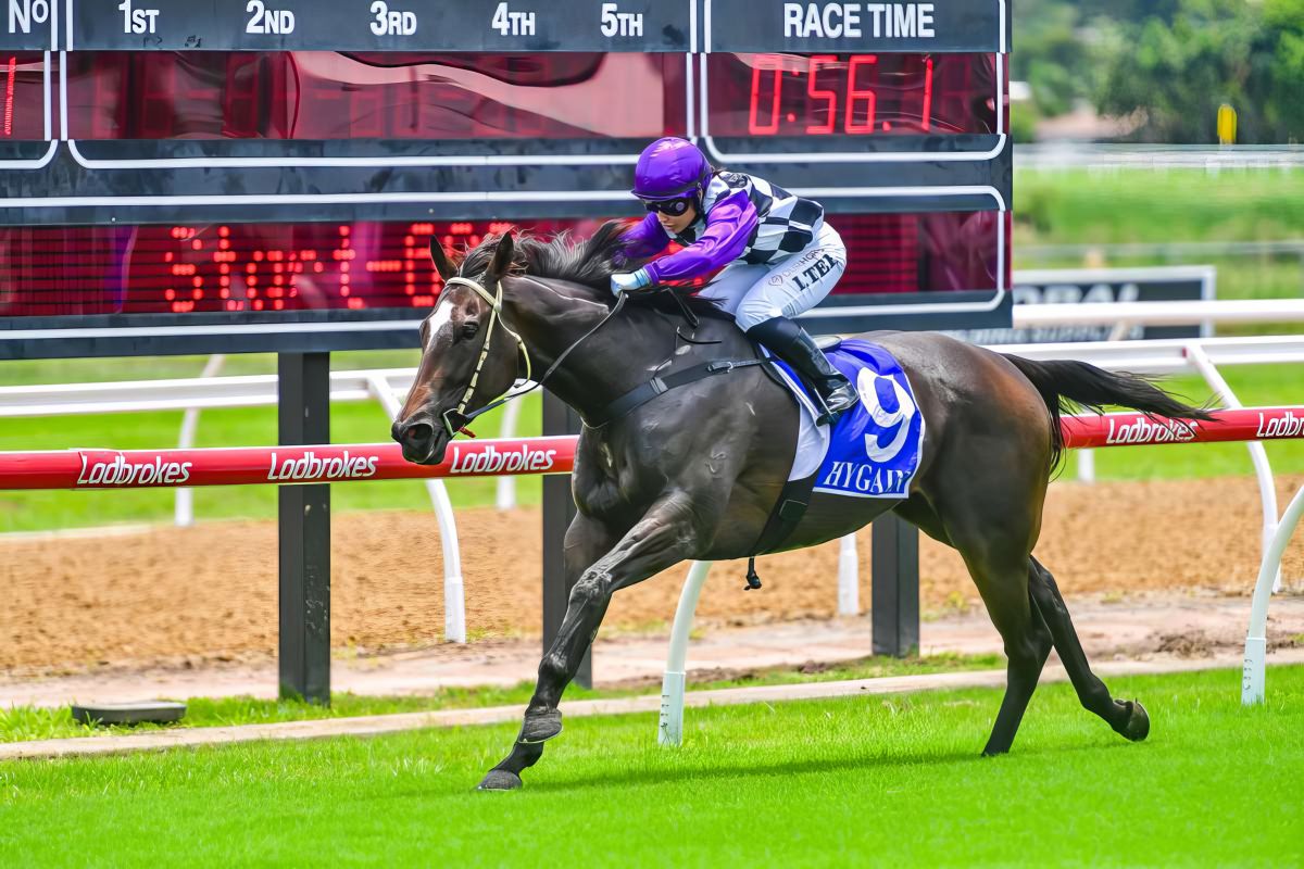 Chilli Running Hot in Quest of Hat-Trick | Cluden Park