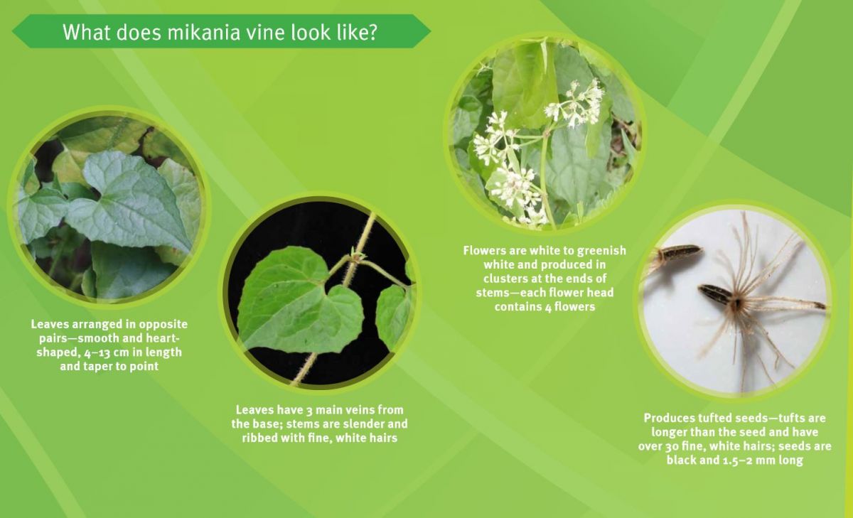 Invasive vine makes unwelcome return to Hinchinbrook Shire