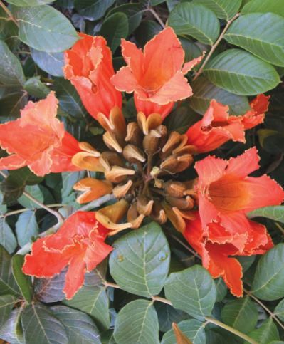 Become a Weed Buster - African tulip tree