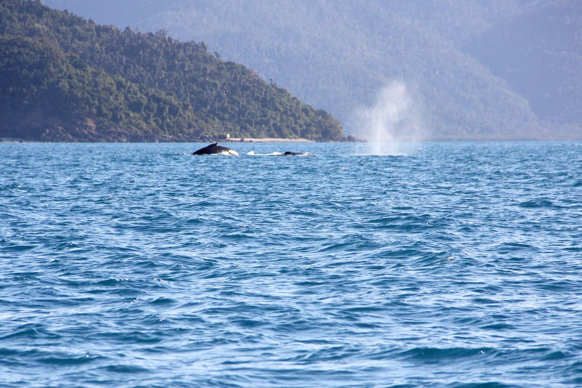 Whales Have Arrived: Spectacular Natural Wonder, Captured by Big Fury ...