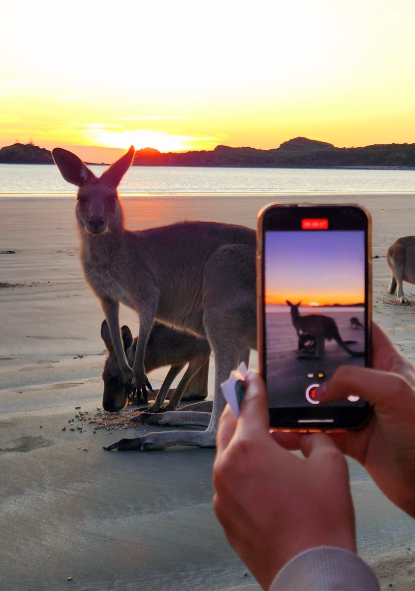 Kangaroo Sunrise with Driftwood Tours | Magnums