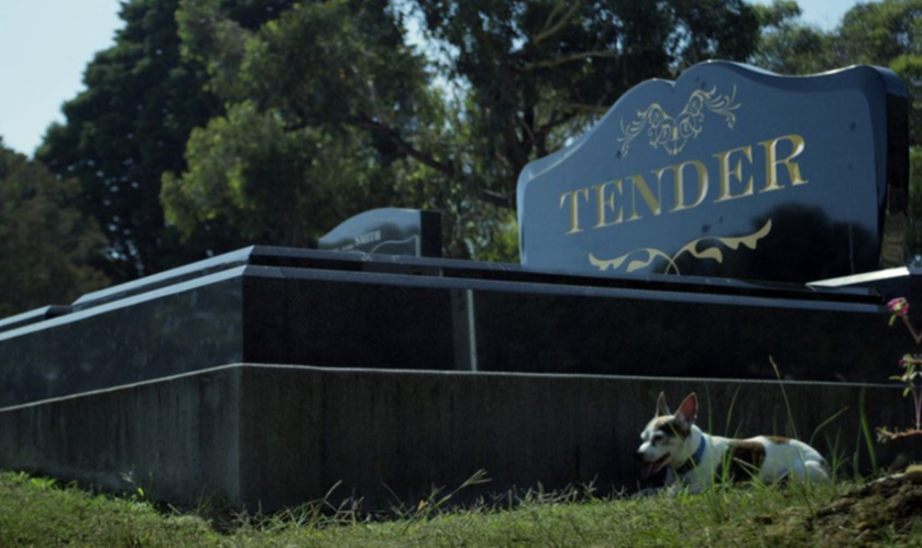 Tender | The Cairns Institute
