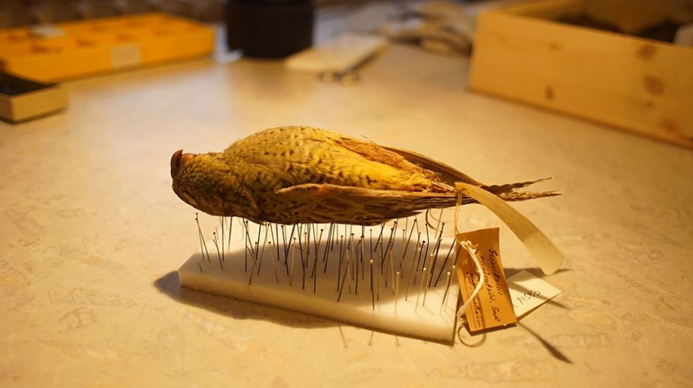 Night Parrot Stories | The Cairns Institute Research in Tropical Societies