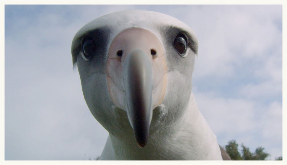 Albatross | The Cairns Institute