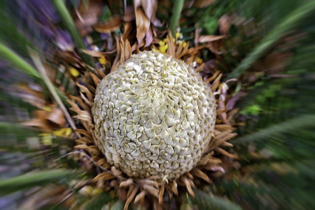 Sago production, human impacts, climate change, and ecological dynamics ...