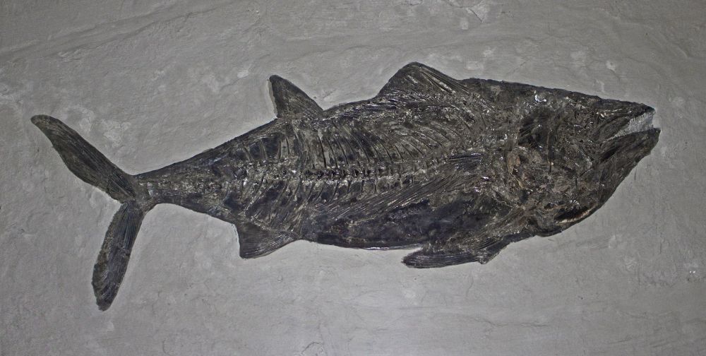 Archaeological tuna records and the implications for assessing ENSO ...
